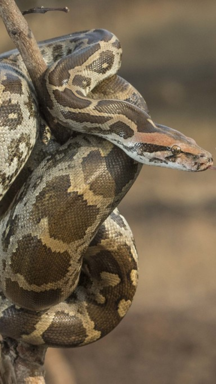 Arboreal Snakes In India