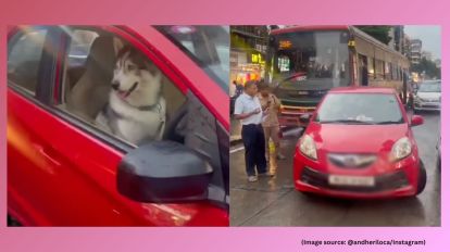 Dog Directing Traffic
