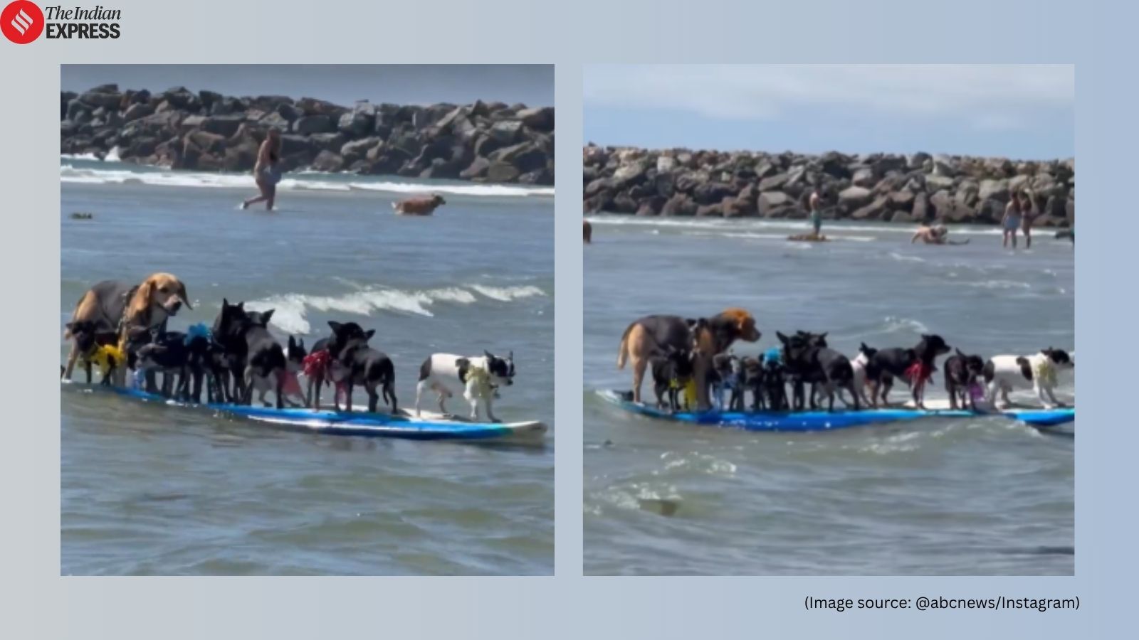 WATCH: Dogs surf together at San Diego beach, viral video leaves ...