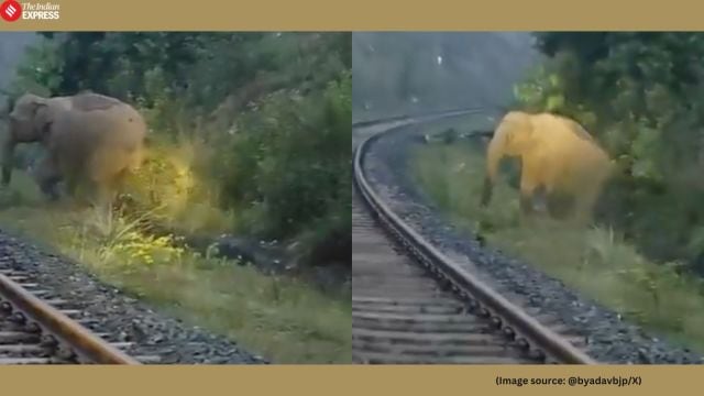 Jharkhand train halts for 2 hours as elephant gives birth near railway ...