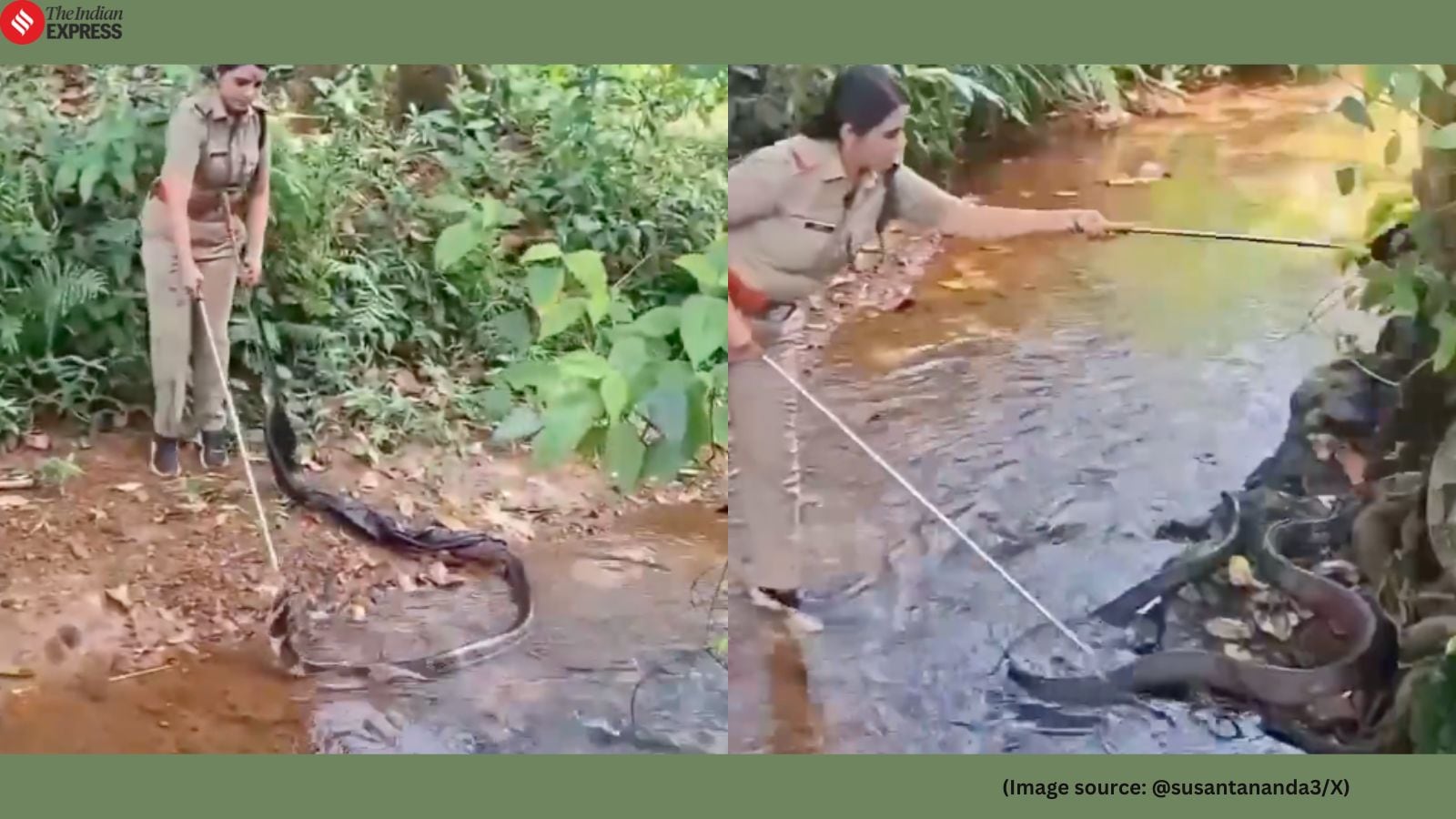Kerala woman forest officer single-handedly rescues 16-ft king cobra ...