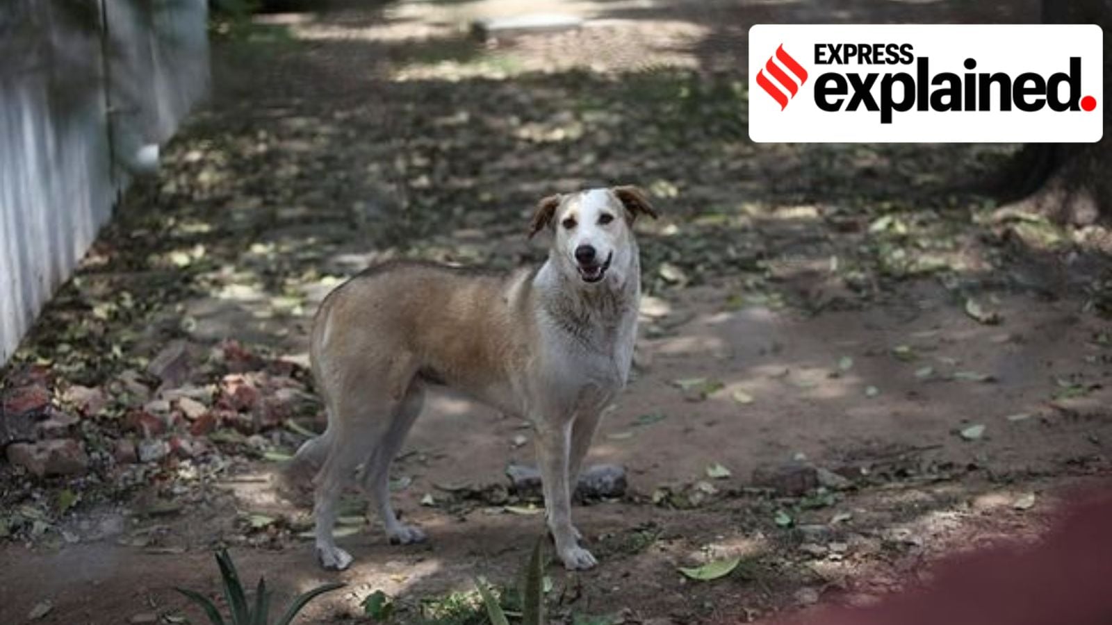 Explained: Kerala govt’s plans to ‘euthanise’ diseased stray dogs ...