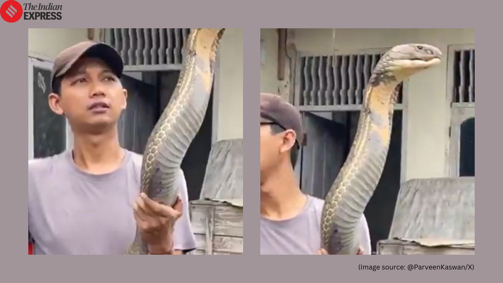 IFS officer shares chilling clip of man holding giant king cobra: ‘Real ...