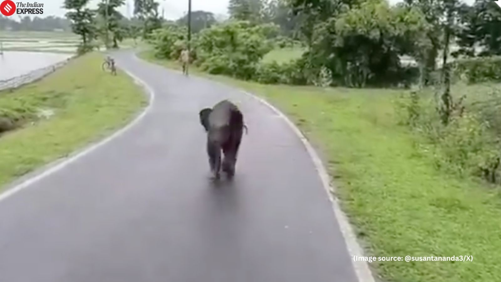 Frightened baby elephant rushes to humans for help after getting ...