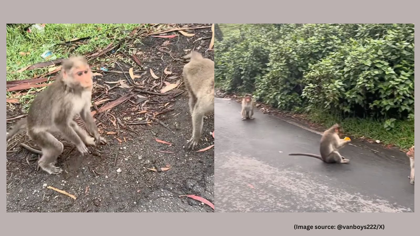 Monkeys ‘rob’ US vlogger in Kodaikanal, video sparks laughter riot ...