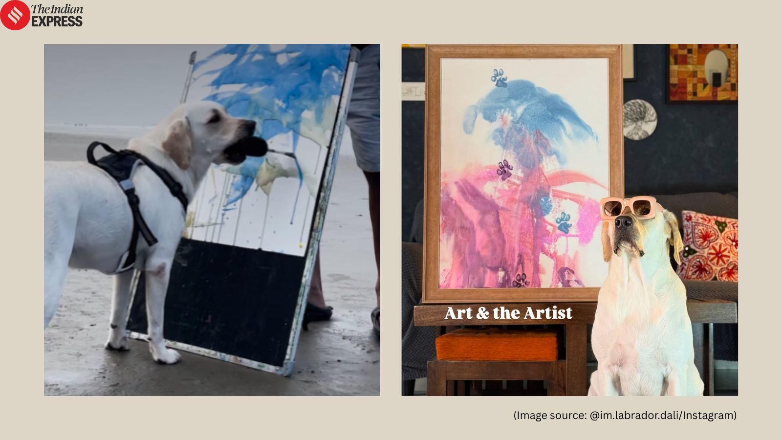 ‘India’s first painter dog’: Once abandoned, Dali the labrador now ...
