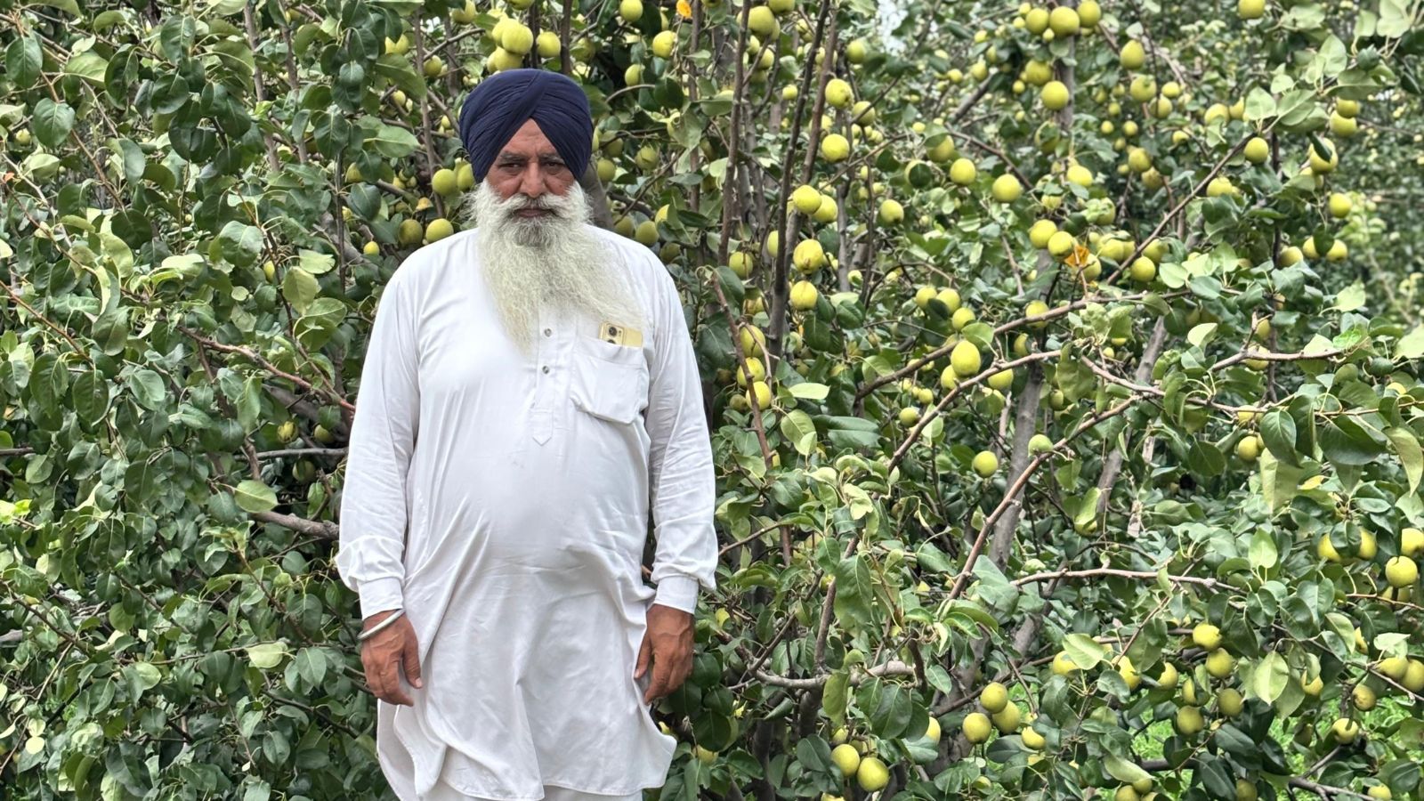 The 100-year tree: In ‘hard pear’ — and patience — Amritsar farmer ...