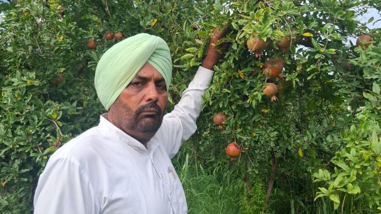 Pomegranate pioneer: How a Punjab farmer found success, big money in ...