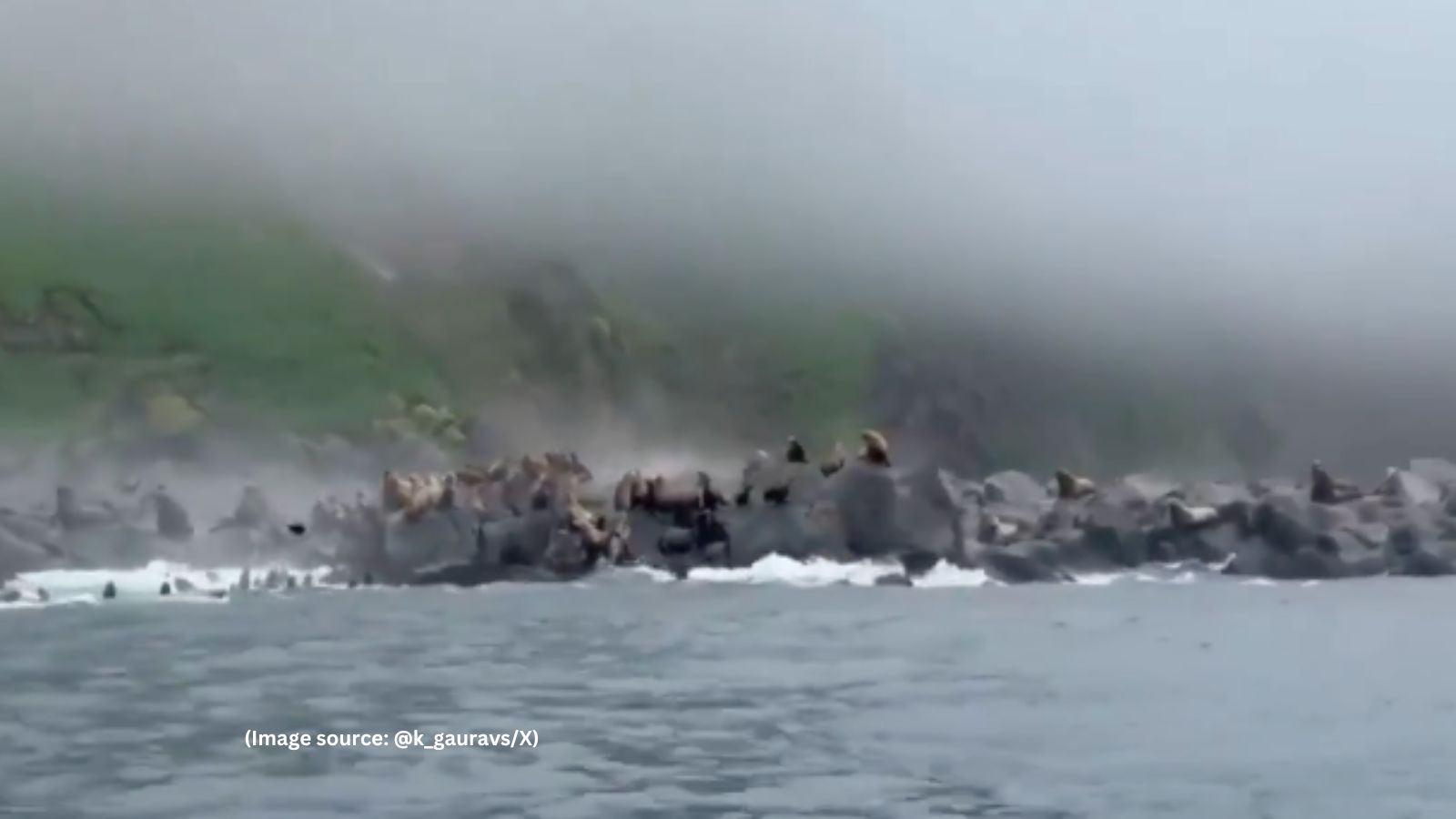 Sea lions dive off cliff after massive earthquake hits Russia’s Kuril ...