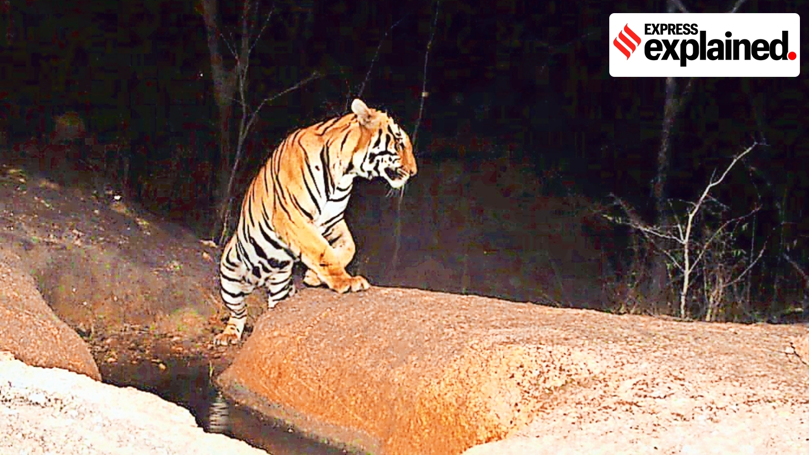 Tiger’s long walk east, looking for its own patch with prey, partner ...