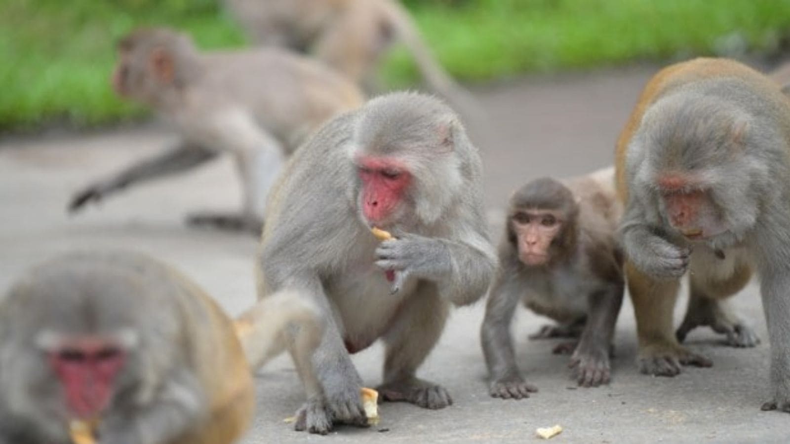 20 monkey carcasses found abandoned near Bandipur Tiger Reserve in ...