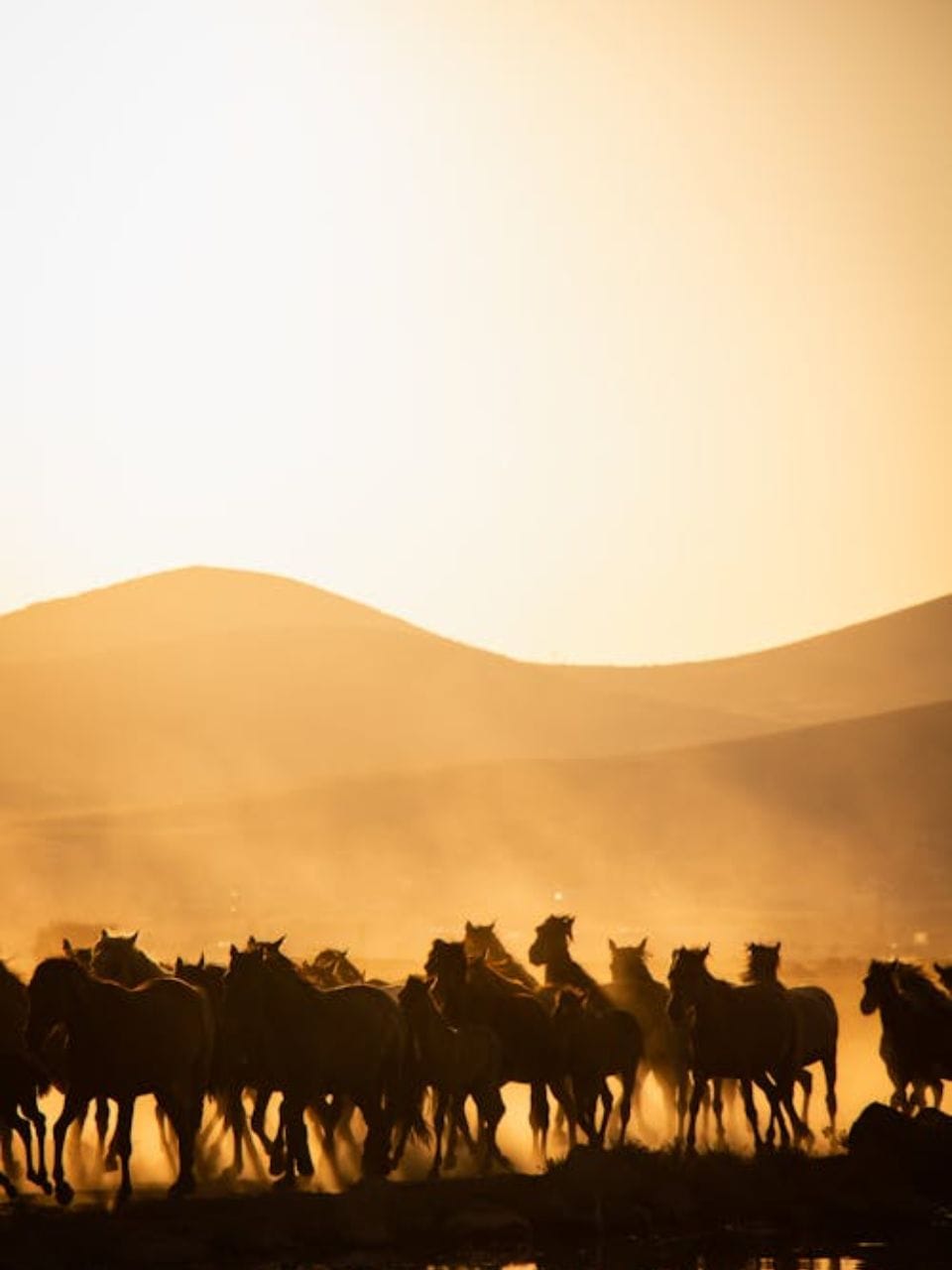 5 animals that cannot run