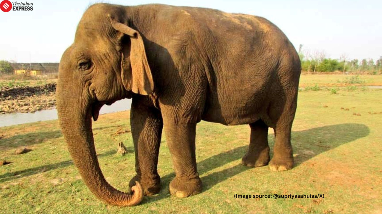 Vatsala, Asia’s oldest elephant aged over 100, dies in Madhya Pradesh ...