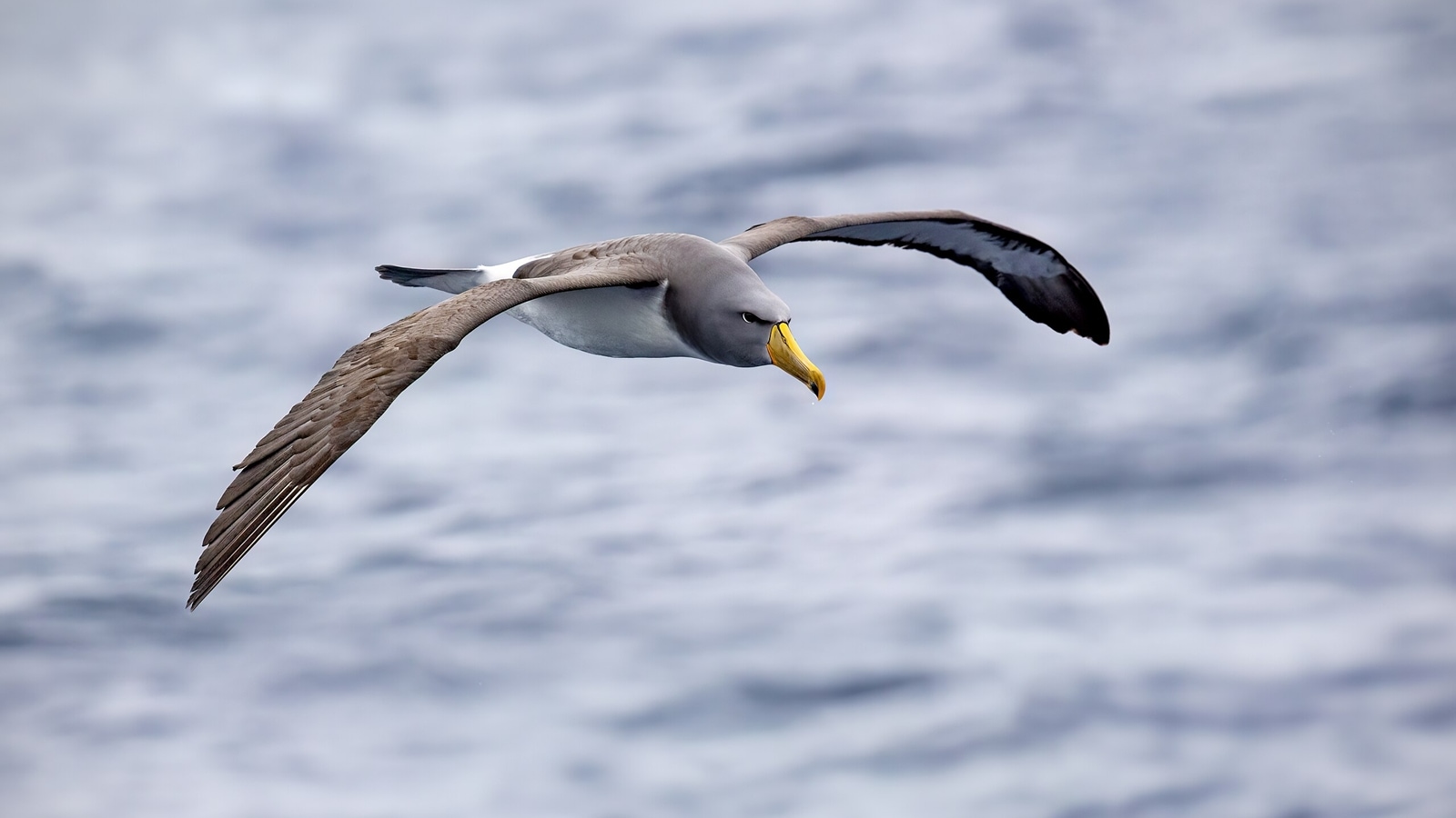 This bird has the largest wingspan in the world