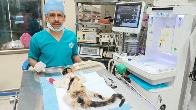 Animal lover rescues injured stray cat in Pune, surgeon helps her walk ...