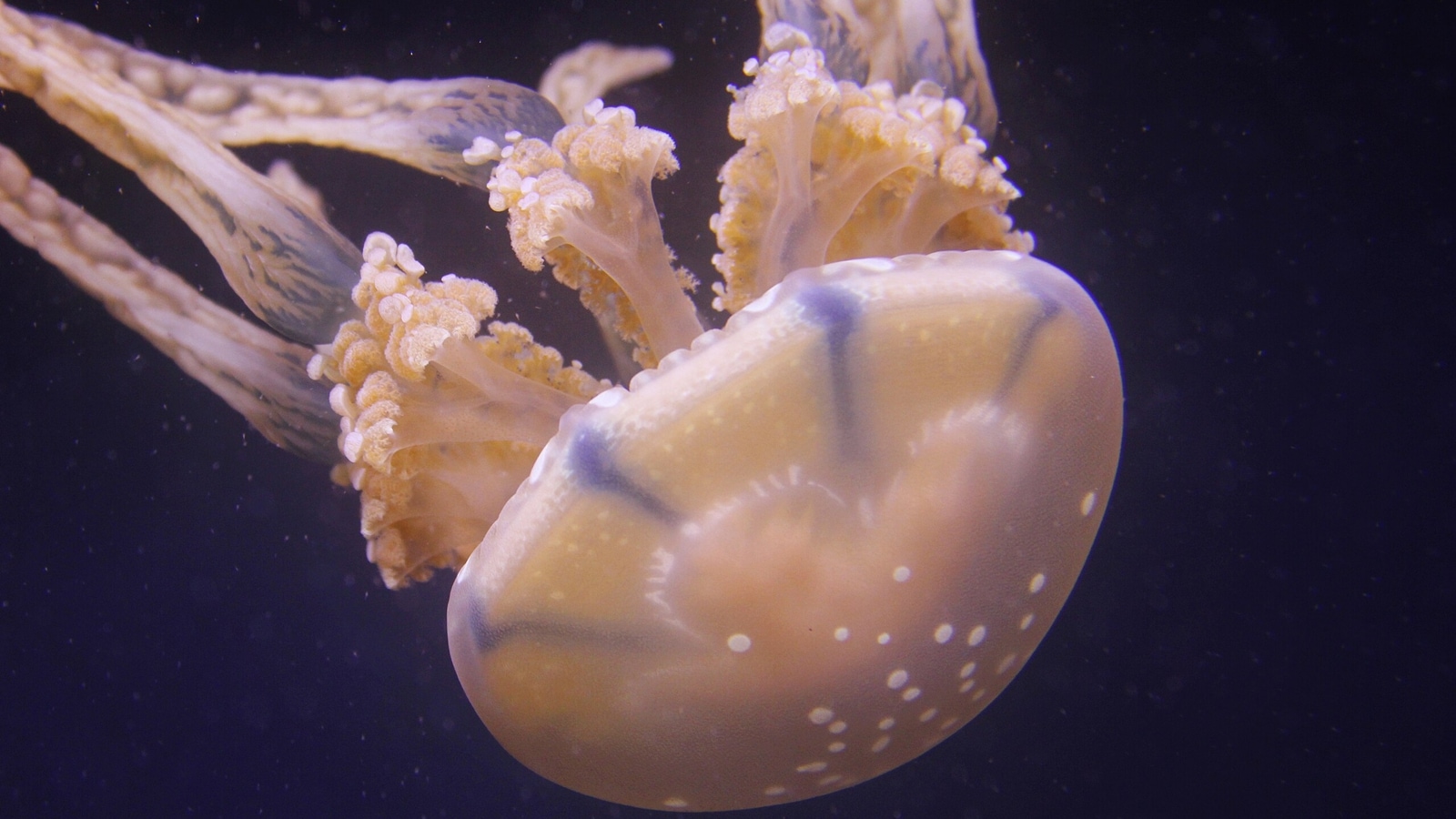 One of the world’s most venomous creatures, this animal’s poison can ...