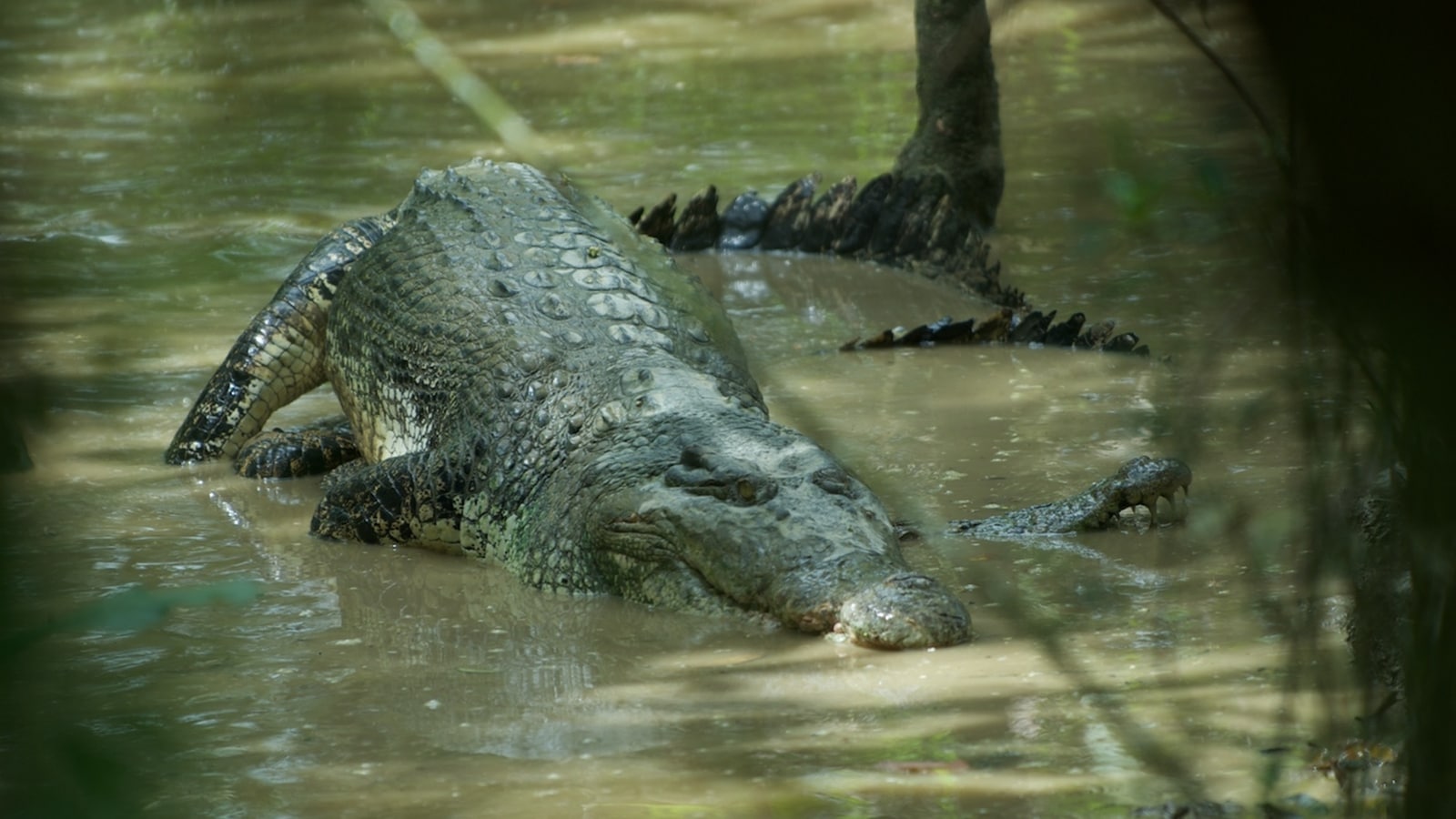 How do crocodiles mate?