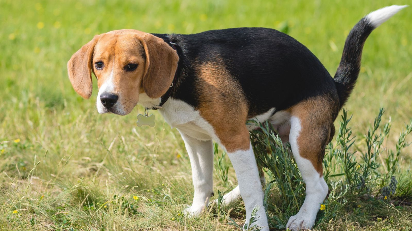 Why dogs circle before pooping | Pets-animals News - The Indian Express