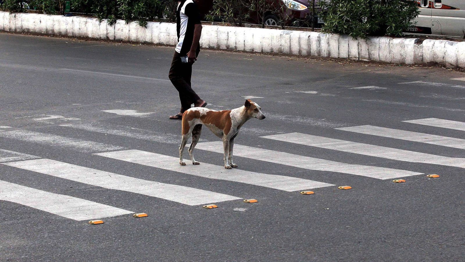 Supreme Court takes suo motu cognisance of rabies cases, deaths from ...