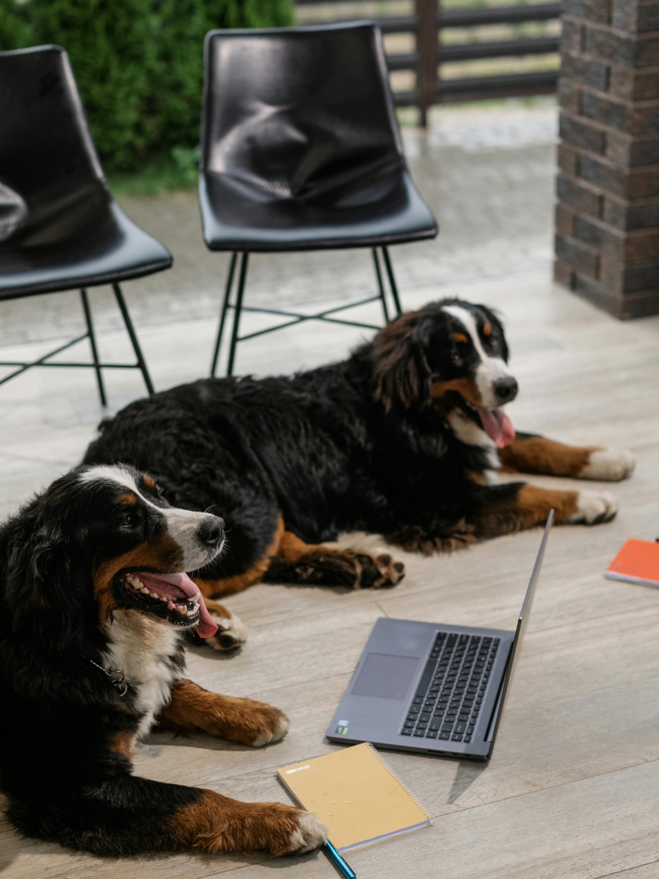 Can Dogs Understand Human Words?