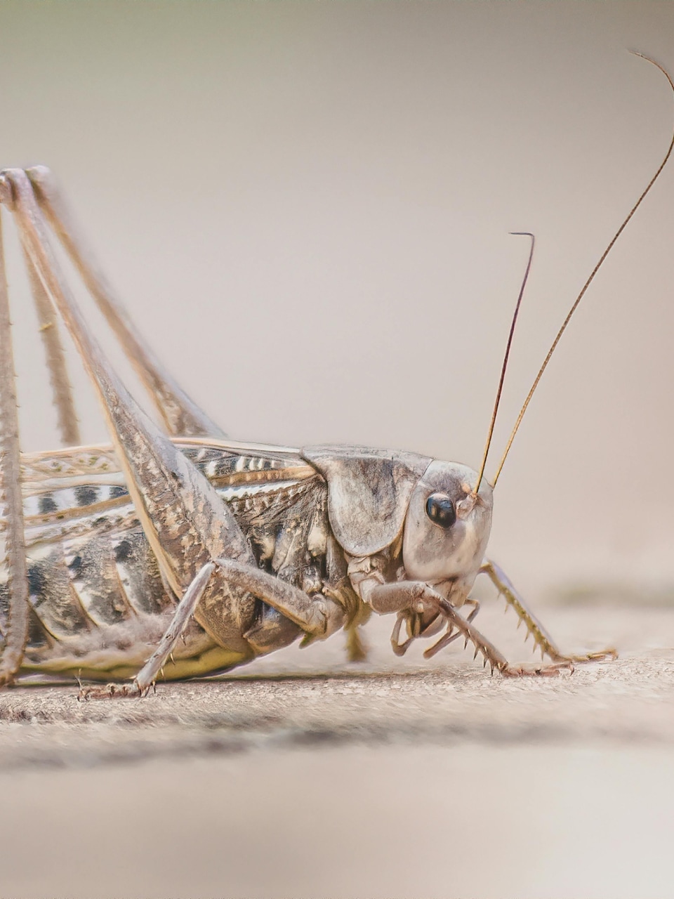 Most Common Insects During the Rainy Season