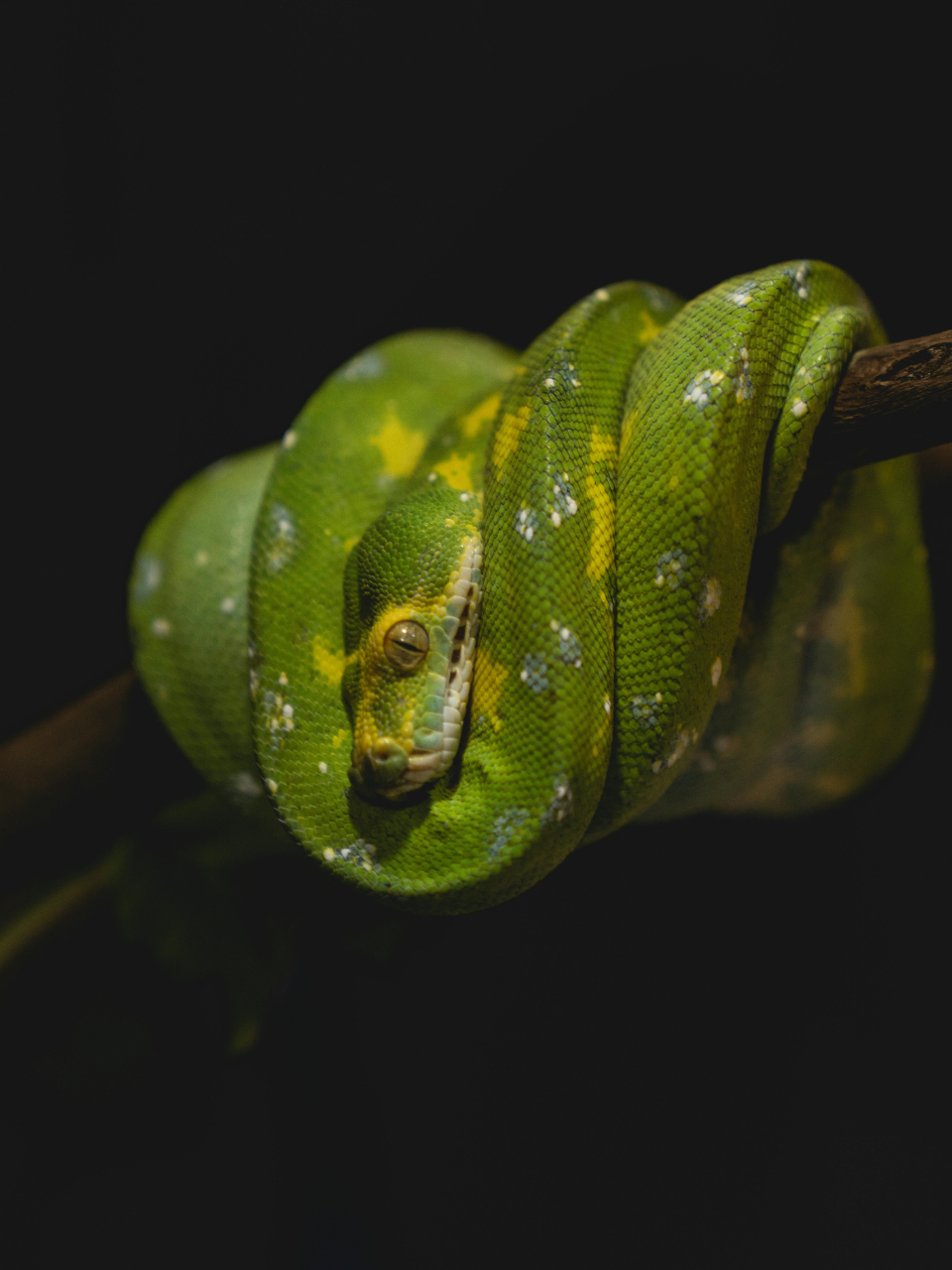 8 Animals That Eat Their Mates After Having Sex