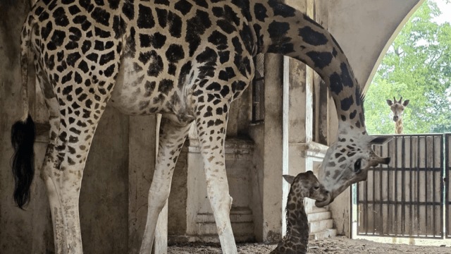 Giraffe cub born at Kolkata’s Alipore Zoological Garden