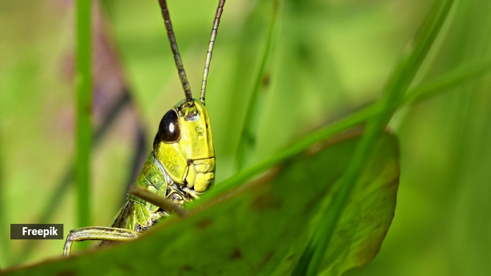 How are grasshoppers and locusts different from each other?