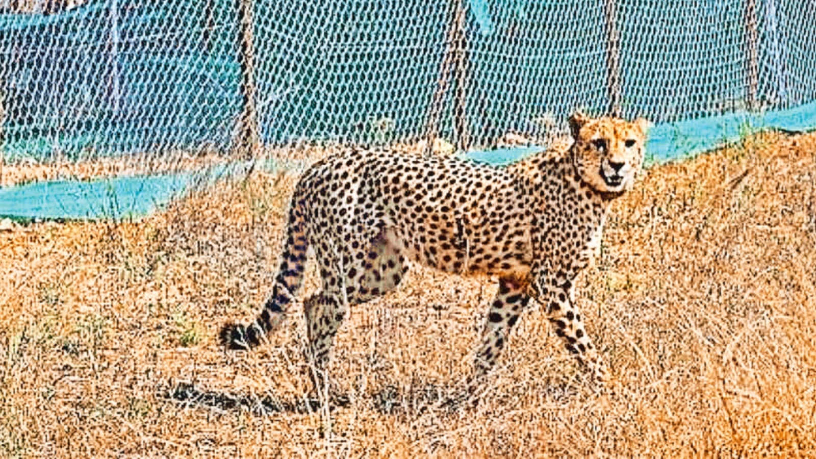 8-year-old Namibian female cheetah dies from injuries at Kuno | India ...
