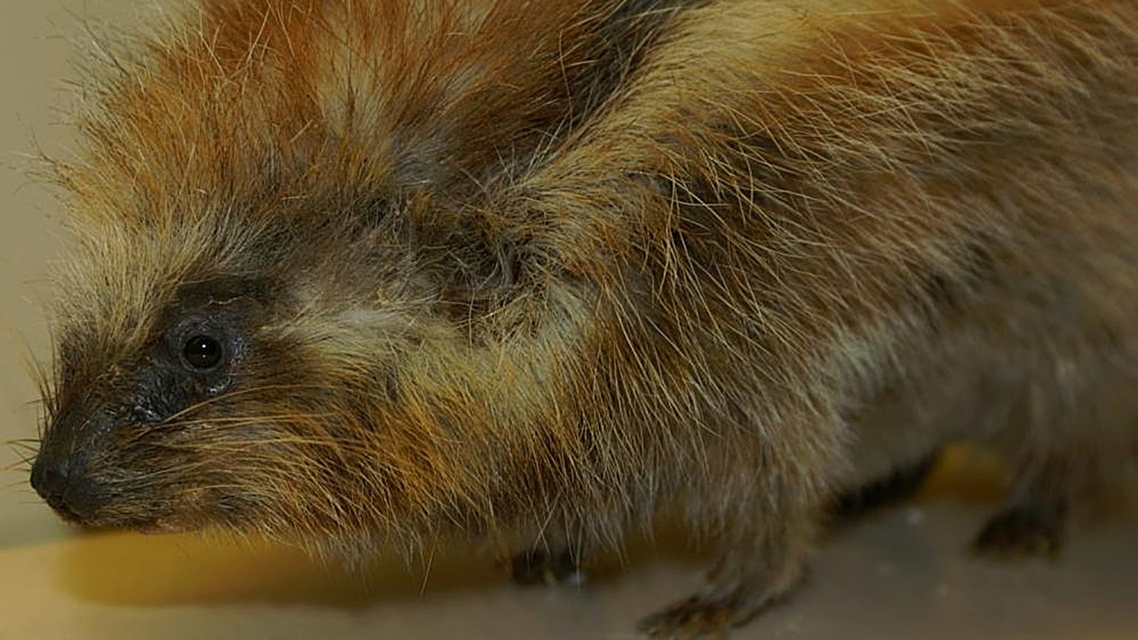 This rat’s poison can kill an elephant | Pets-animals News - The Indian ...