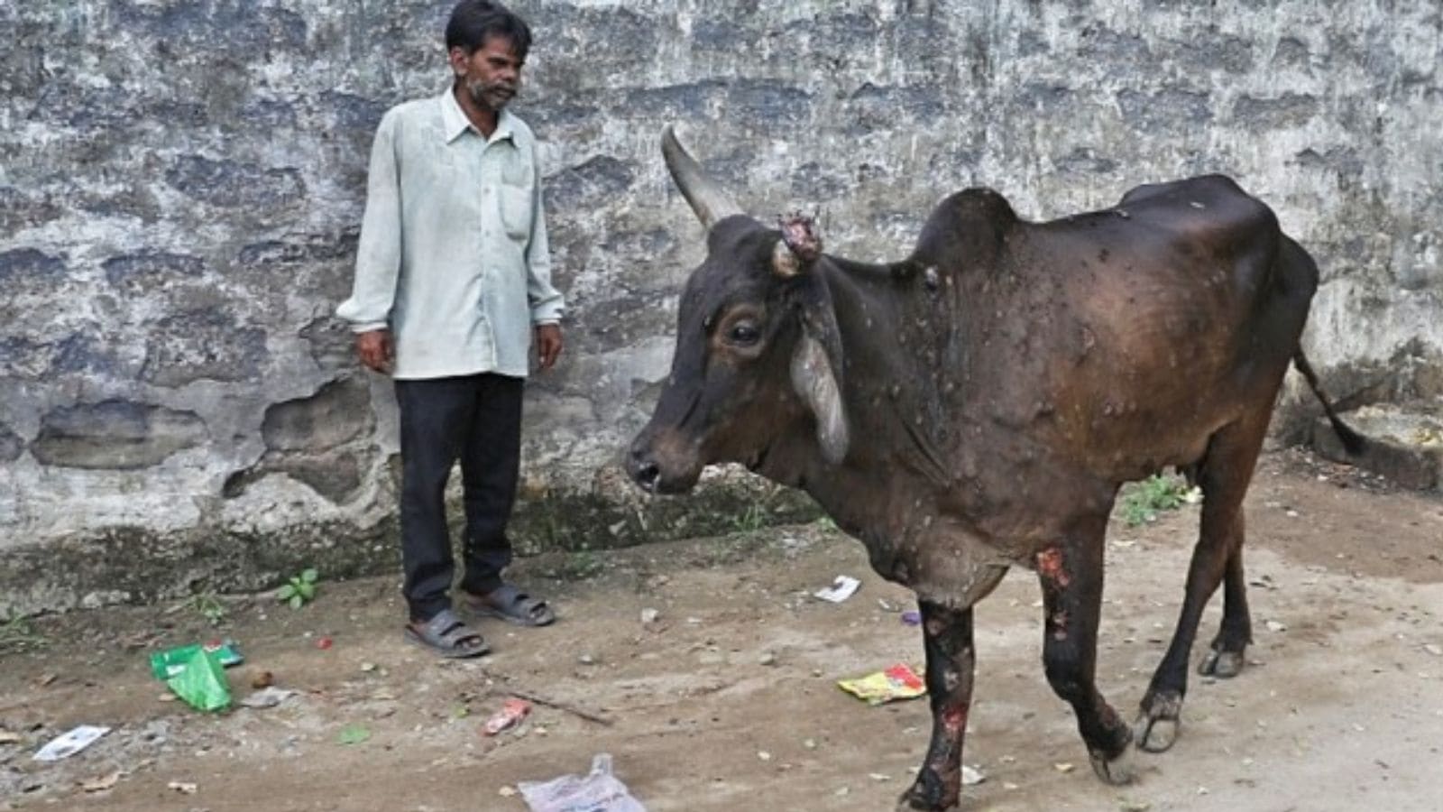 What is biggest challenge faced by Maharashtra dairy farmers? No, it is not lumpy skin disease ...
