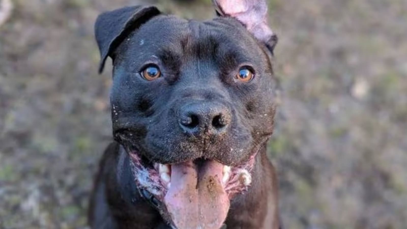 11-year-old boy attacked by pit bull in Mumbai’s Mankhurd; owner of dog booked | Mumbai News ...