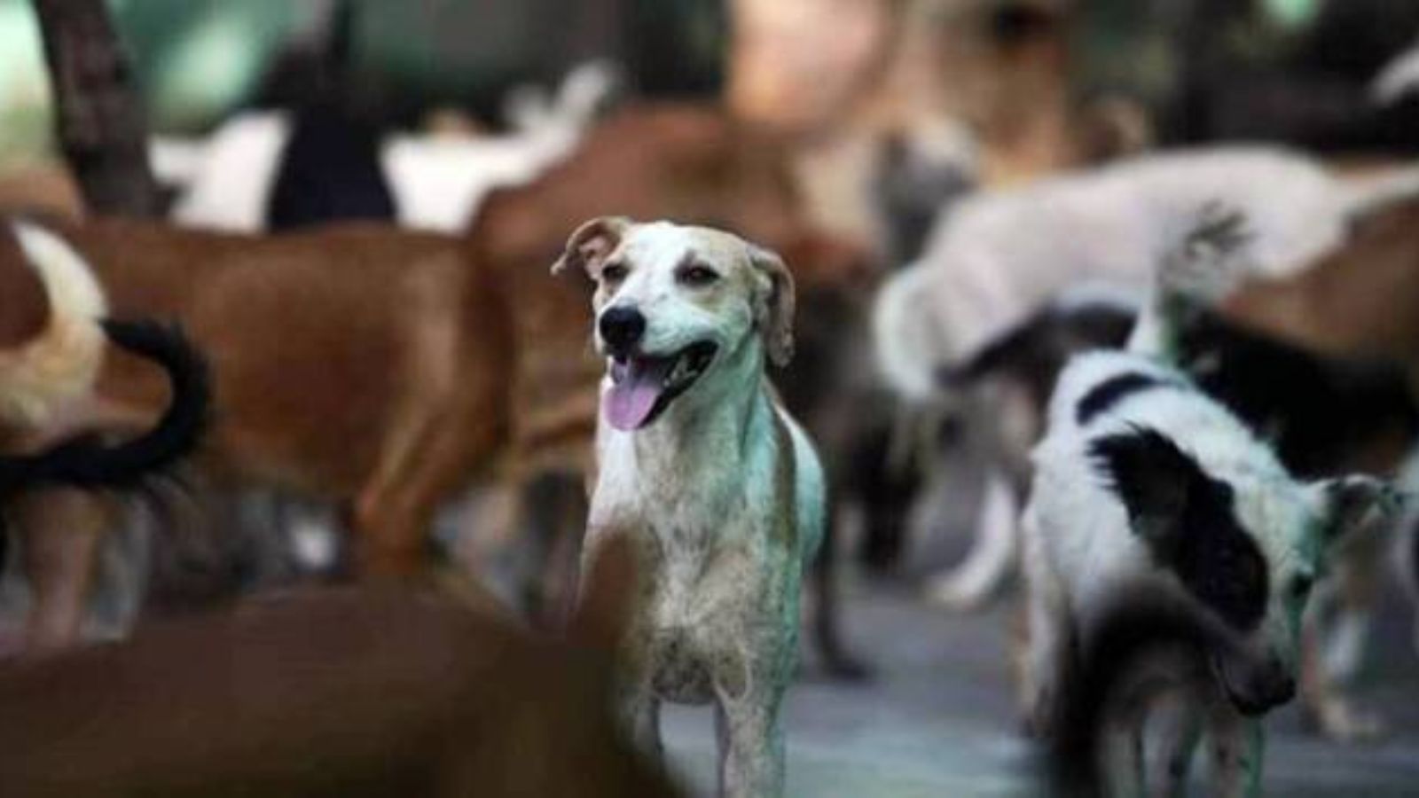 Stray dogs maul woman to death in a village of Gujarat’s Surat ...