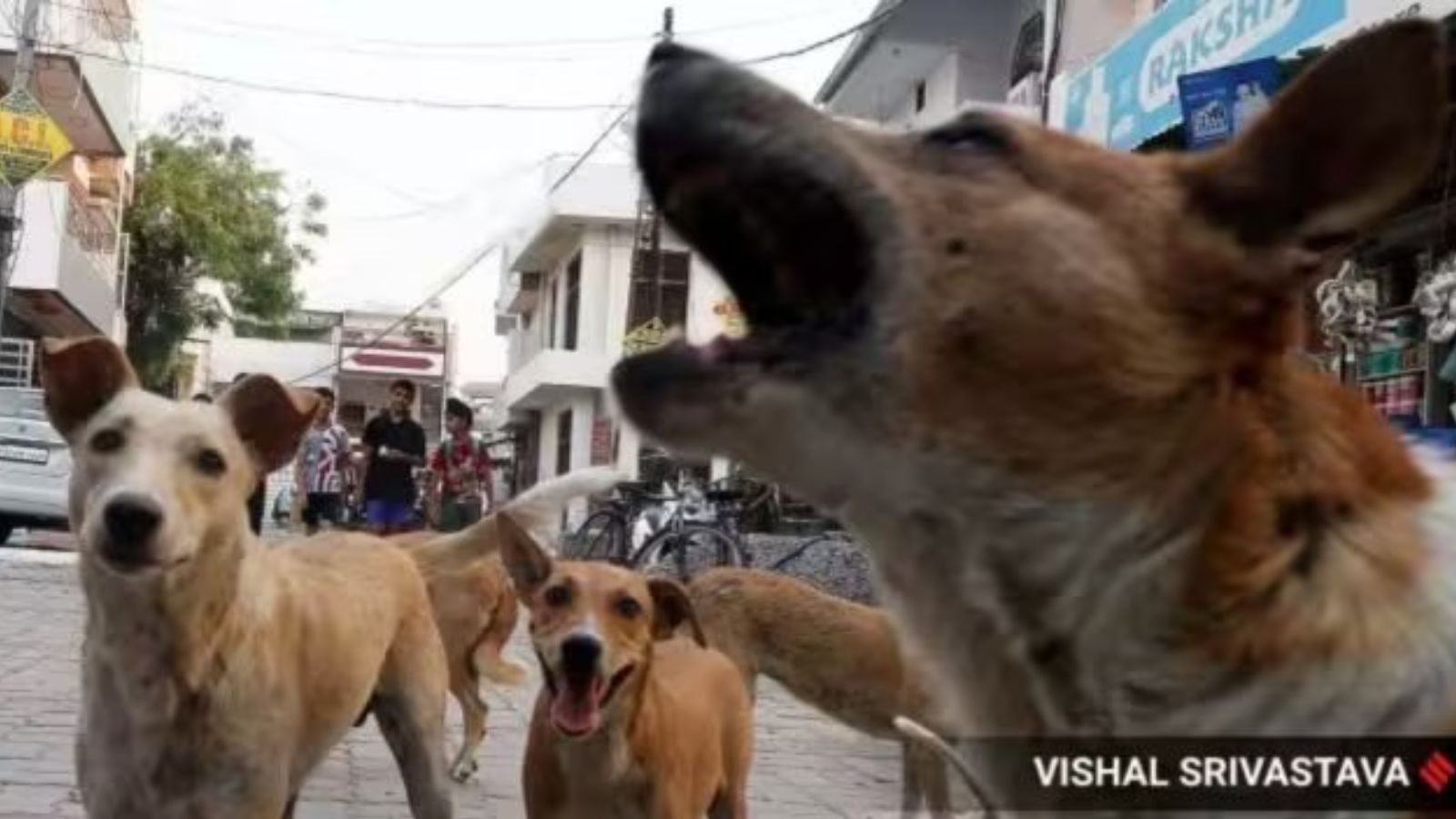 ‘Why don’t you feed them at your own home?’: Supreme Court to Noida ...