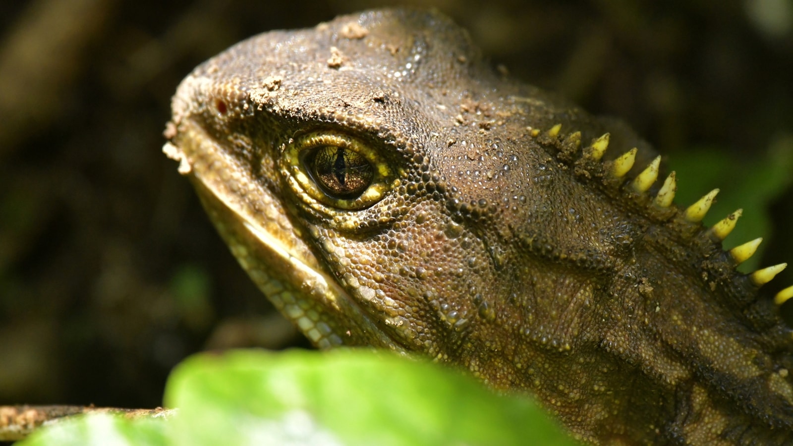 Did you know many lizards have three eyes?