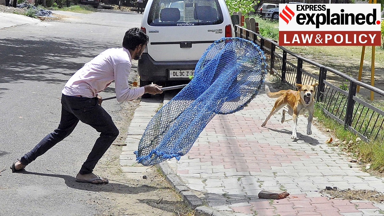 Explained: How govt, courts have dealt with stray dogs | Explained News ...