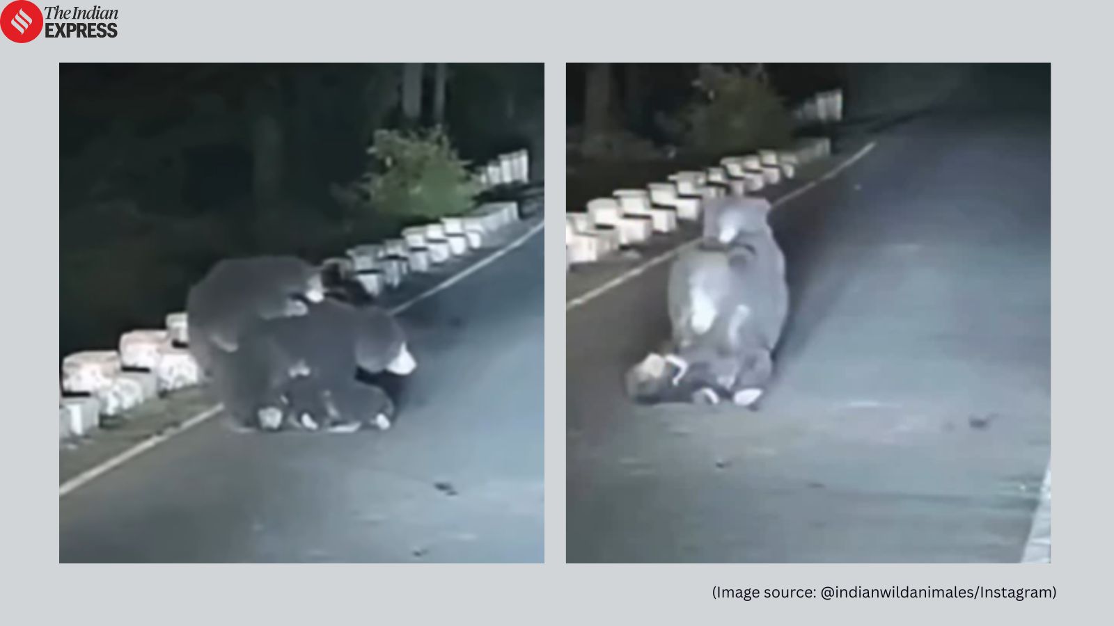 Mother bear refuses to leave cub hit by speeding car in Madhya Pradesh ...