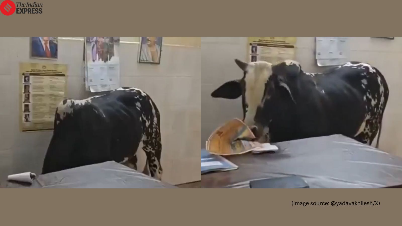 Viral Video: Bull strolls into UP hospital, feasts on papers, staff ...