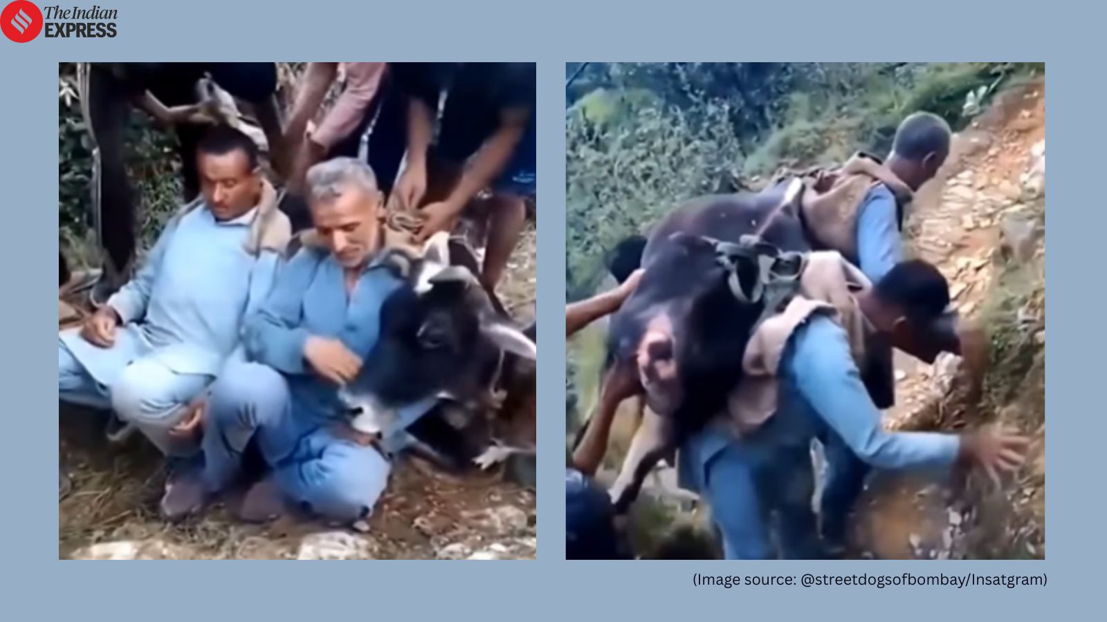 Brothers carry 200 kg cow on their backs through treacherous Himachal ...