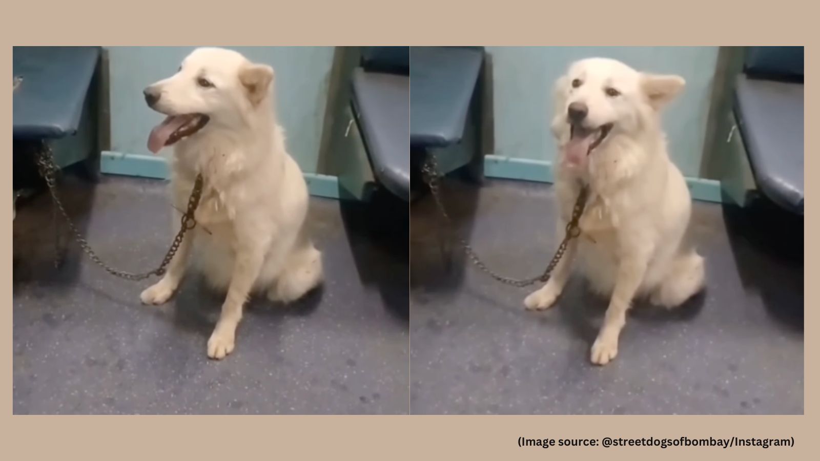 ‘Where is Supreme Court now?’: Owner abandons dog inside Bihar train ...
