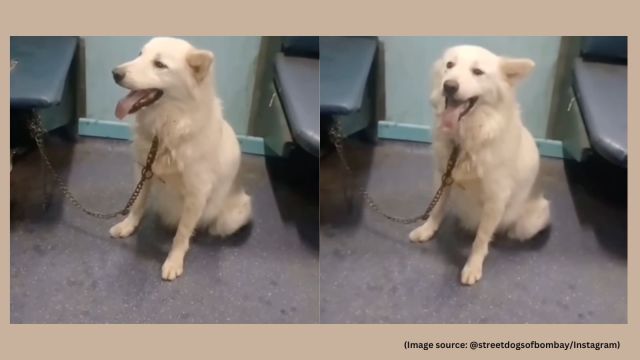 ‘Where is Supreme Court now?’: Owner abandons dog inside Bihar train ...