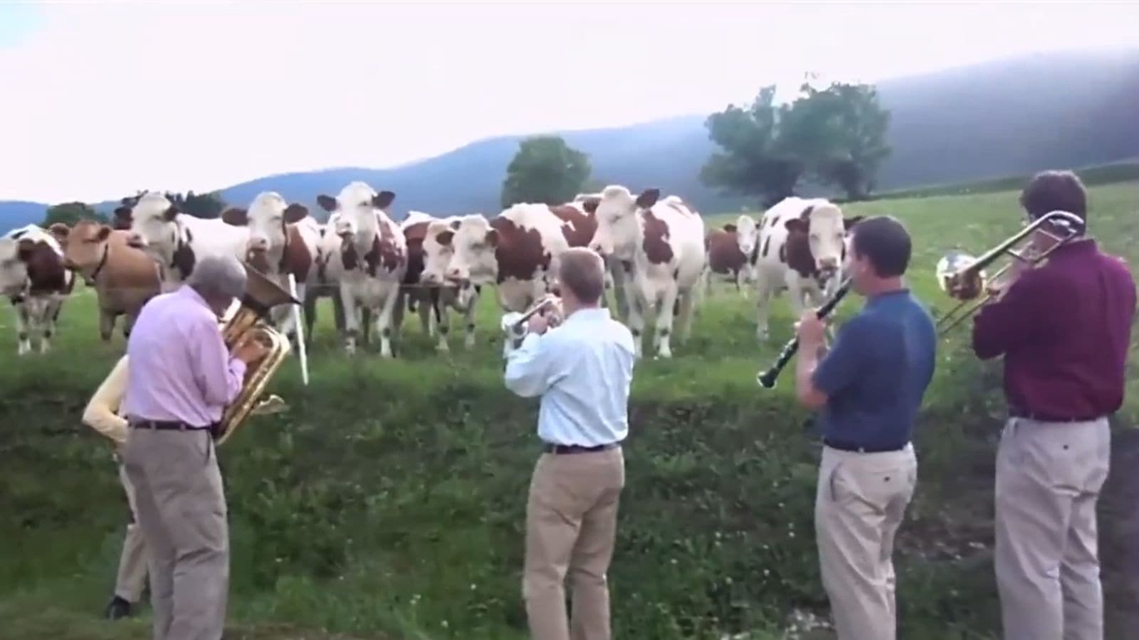 Why UK farmers are turning to jazz to keep cows calm | World News - The ...