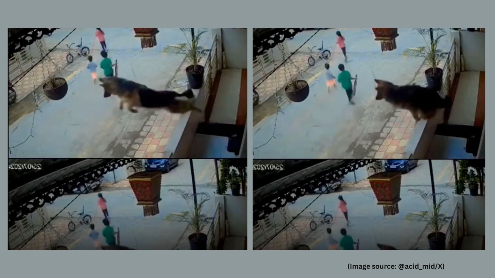 ‘I love dogesh’: German Shepherd leaps into action to save kids from ...