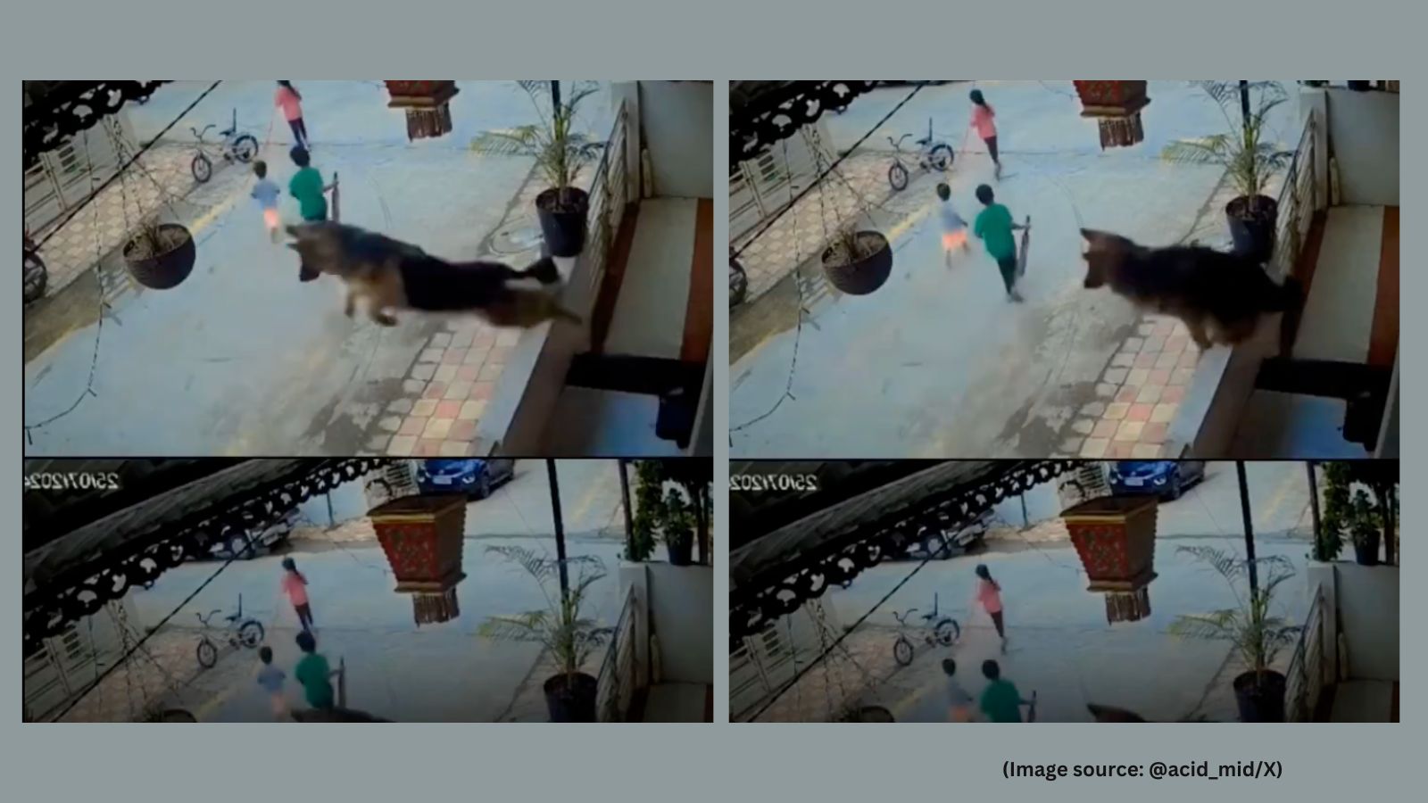 ‘I love dogesh’: German Shepherd leaps into action to save kids from ...