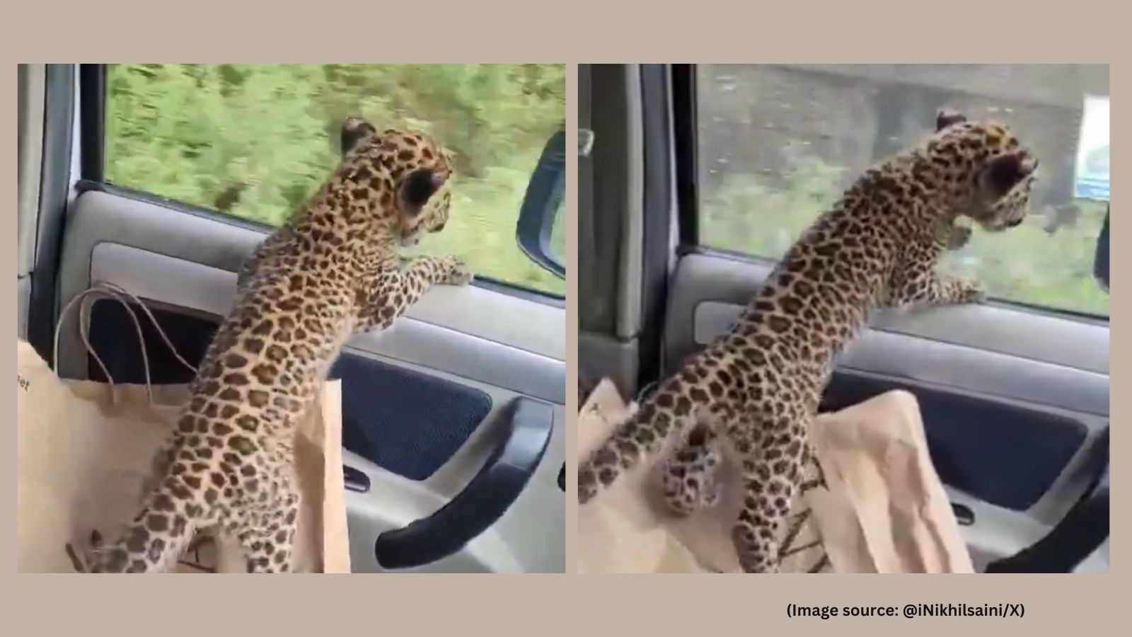 ‘It may look cute…’: IFS officer criticises man for driving rescued ...