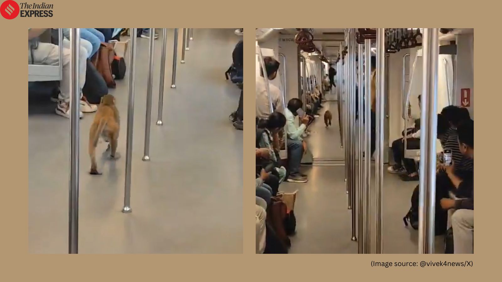 As Delhiites debate Supreme Court’s directive on stray dogs, monkey ...