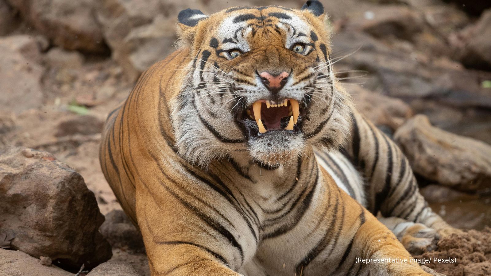 Ranthambore tiger safari turns into nightmare as guide leaves tourists ...