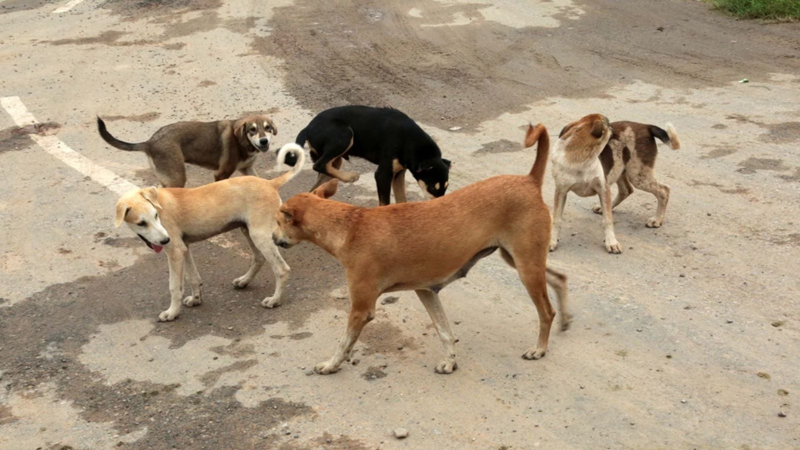 Feeders given identity for first time, need clarity on aggressive dogs ...