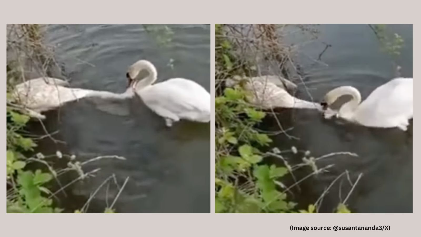 ‘Love even death can’t break’: Tragic video of swan trying to wake its ...