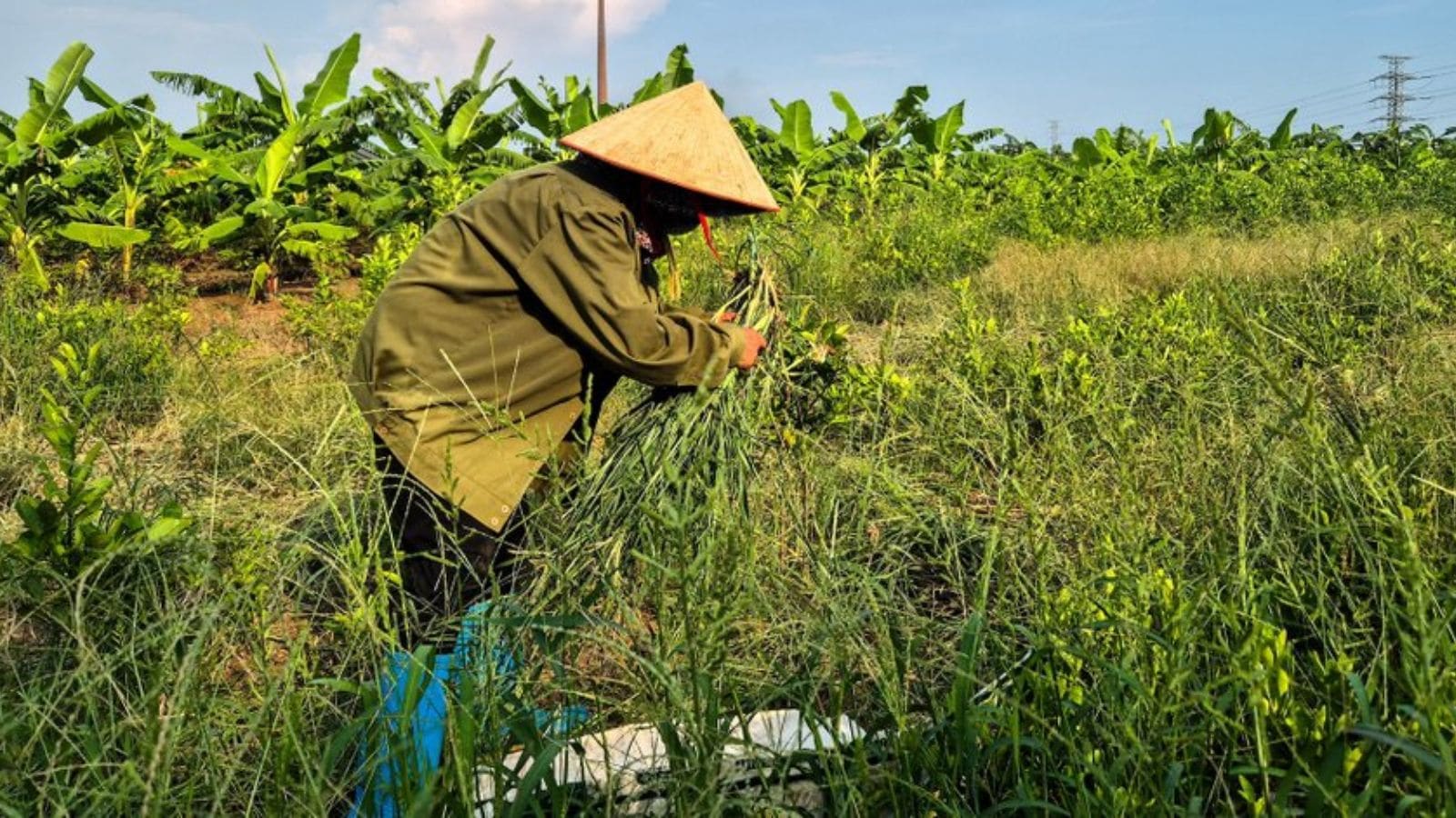 Vietnam farmers losing land to $1.5 billion Trump golf course ...